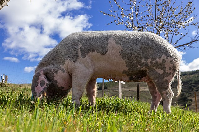 Le Porco Bísaro, l’autre grand cochon du Portugal